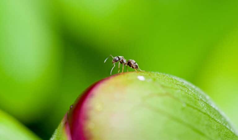 Scrum | What have exploding ants got to do with Scrum? - Beliminal